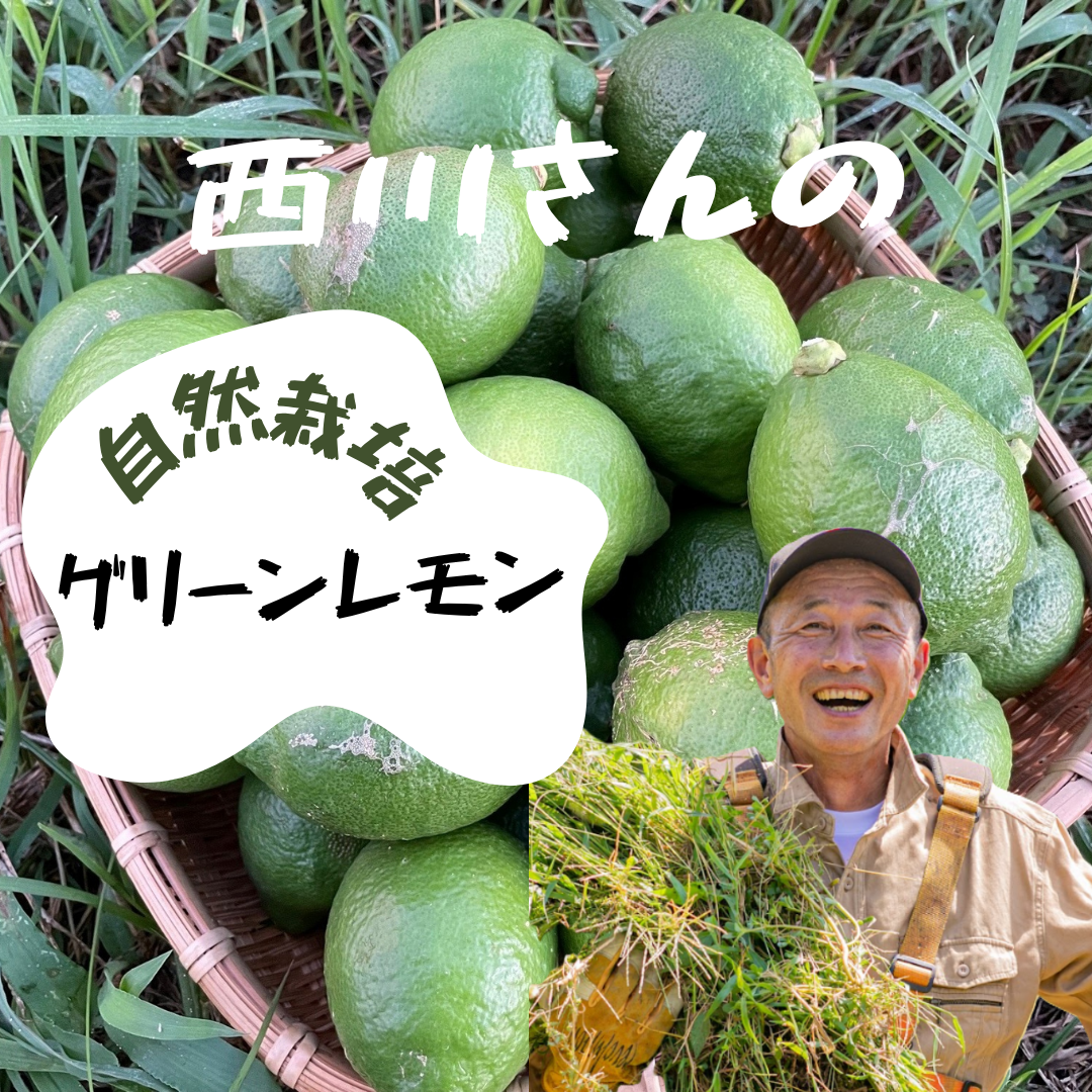 紀の川雑草レモン農園Plusの自然栽培グリーンレモン2㎏～（農薬・化学肥料・除草剤未使用） | 5STAR MARCHE