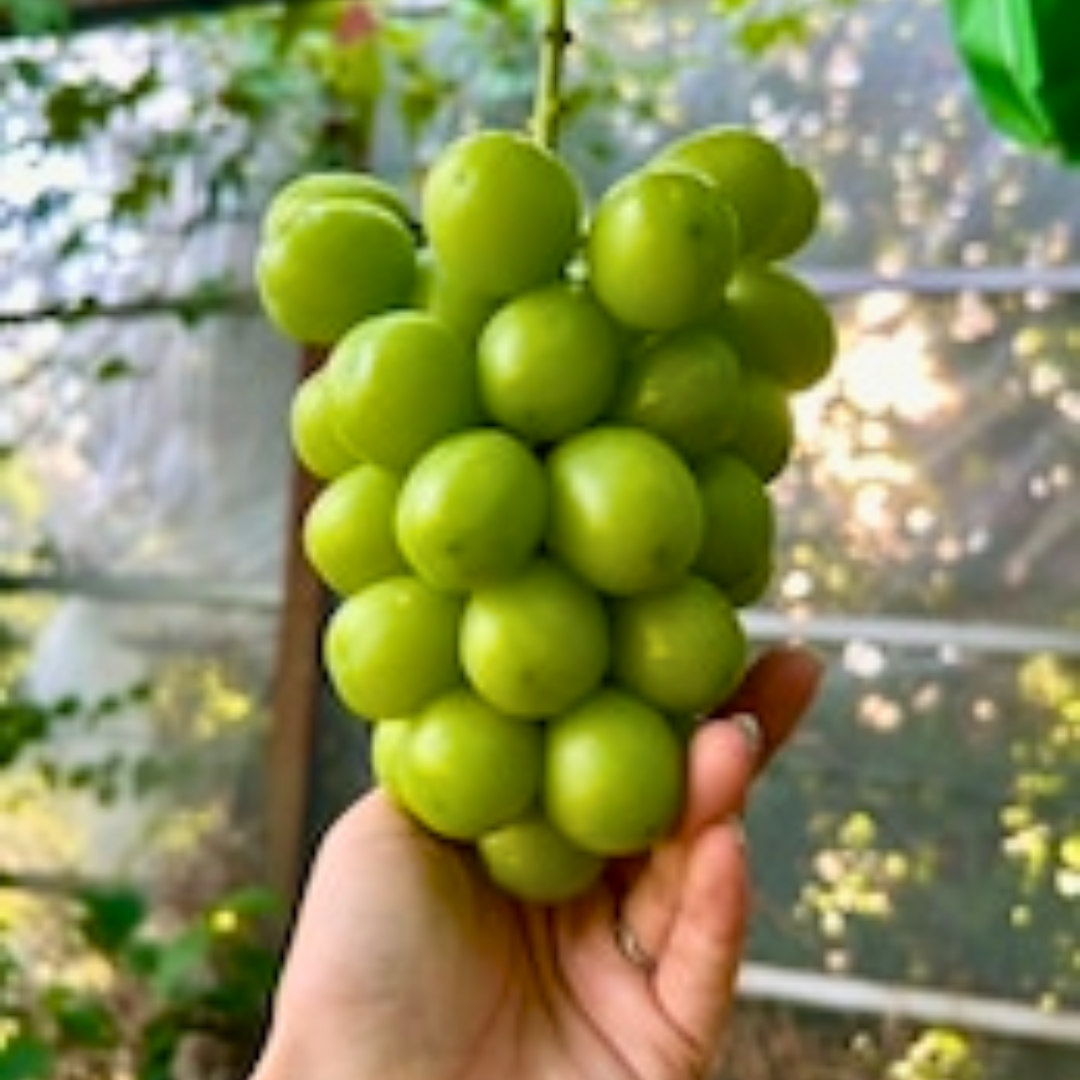 馬英農園のシャインマスカット約1㎏（2～3房入） | 5STAR MARCHE