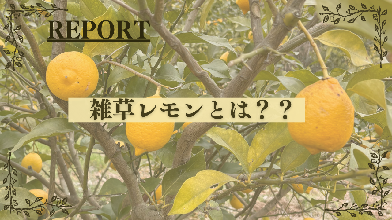 無農薬・自然栽培レモン！紀の川雑草レモン農園Plusの雑草レモンとは？？ | 5STAR MARCHE