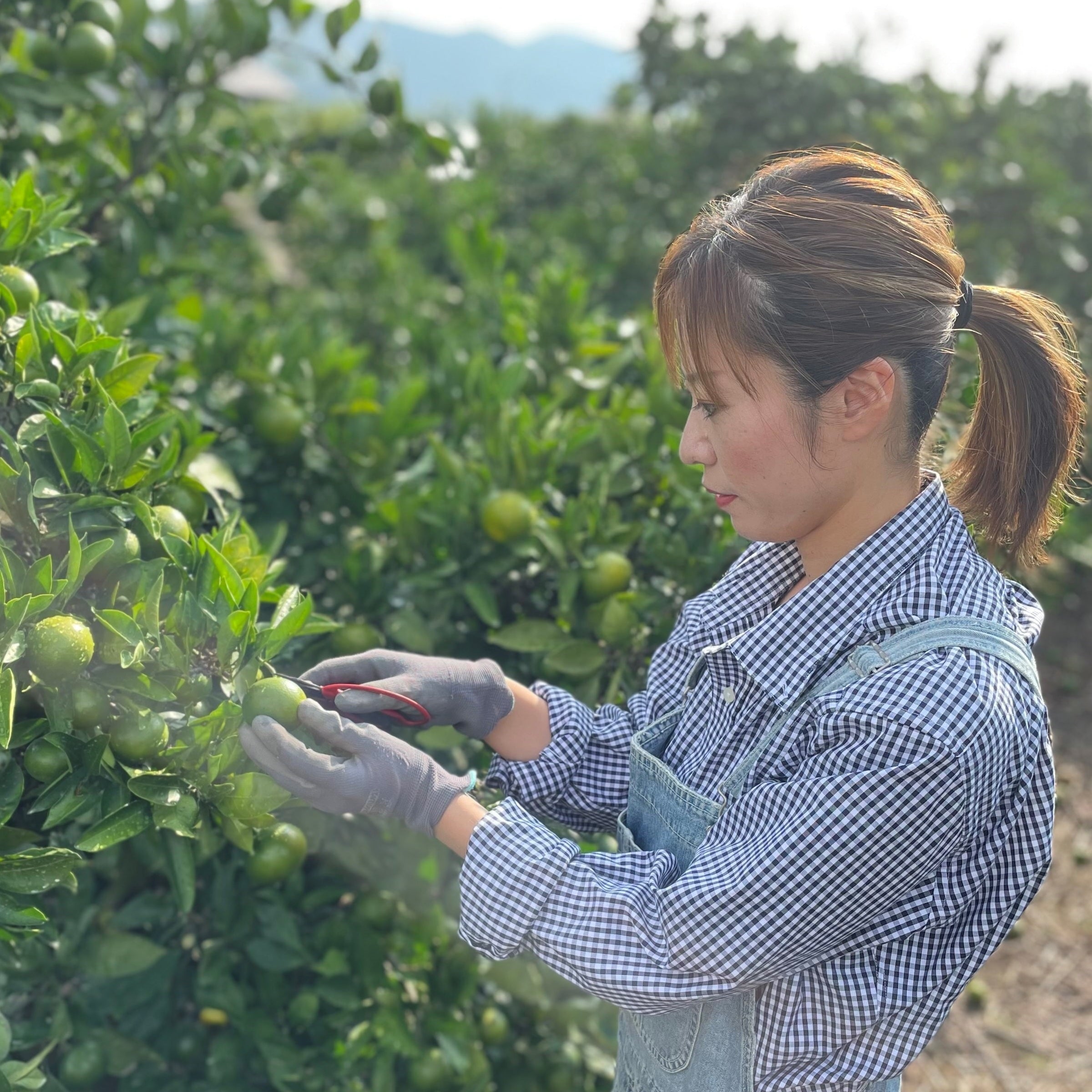 和歌山限定最新品種みかん「YN26」3kg～ | 5STAR MARCHE